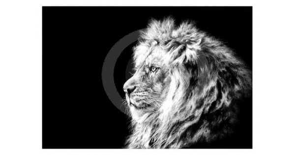 Jamie Boots - Barbary Storm (African Lion)