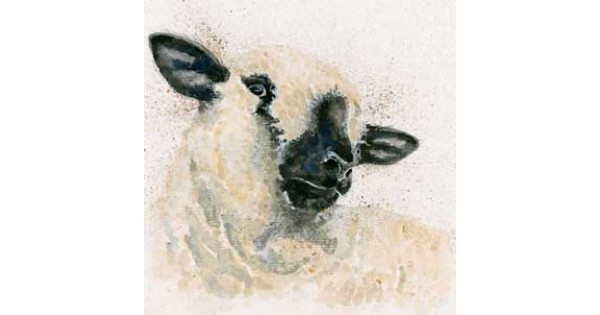 Kay Johns - Hampshire Sheep